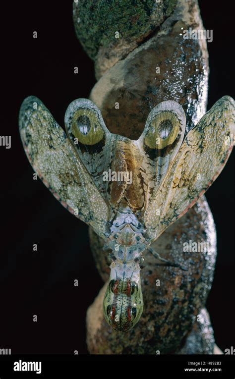 Lantern Bug Fulgora Laternaria Showing False Eye Spots On Wings