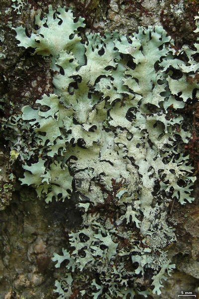 Ways Of Enlichenment Lichens Of North America