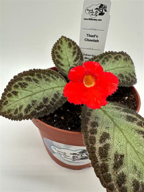 Thad's Cheetah Live Episcia 4 - Etsy