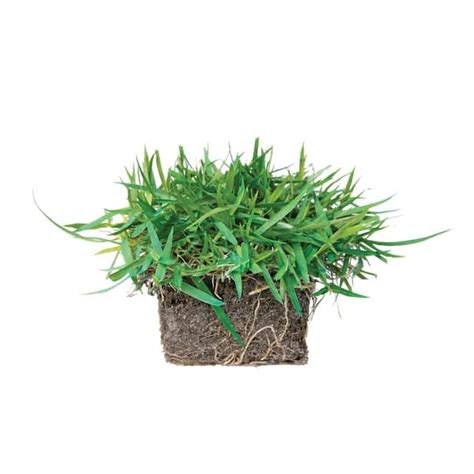 Zoysia Grass Plugs