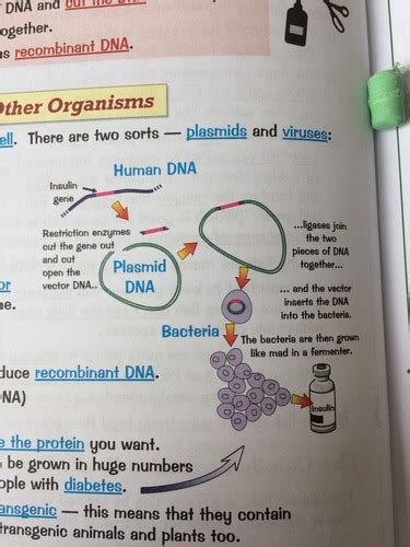Science Biology Natural Selection Modification Flashcards Quizlet