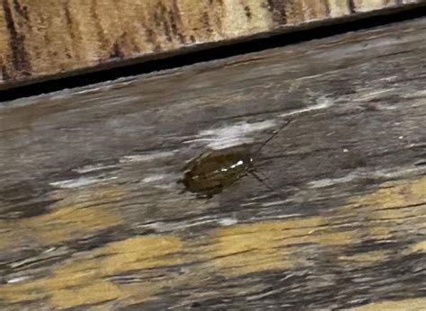 Little Guy In Massachusetts Rwhatisthisbug