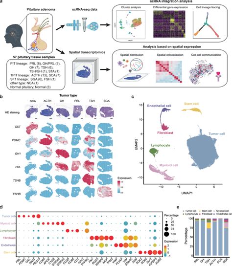 单细胞和空间转录组分析揭示了参与垂体神经内分泌肿瘤进展的肿瘤异质性和免疫重塑 Nature Communications X Mol