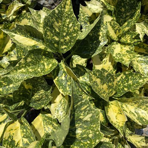 Aucuba Japonica Sunny Daze Japanese Laurel | SiteOne