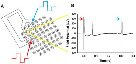 Patterned Cardiomyocytes On Microelectrode Arrays As A Functional High