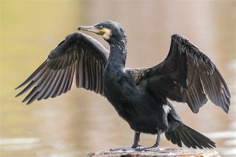 Kormoran (Phalacrocorax carbo) Foto & Bild | tiere, wildlife, wild ...