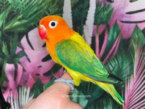 Green Euwing Opaline Fischer Lovebirds For Sale 45 Off Updated Dec