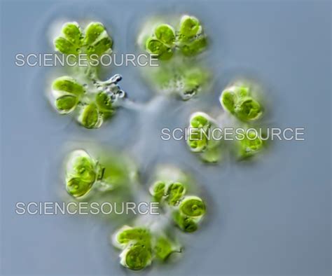 Botryococcus Sp Algae Light Microgra Stock Image Science Source