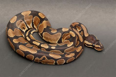 Ball Python Python Regius Stock Image C0402023 Science Photo