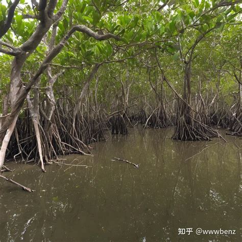 三亚红树林湿地地质与生态调查 知乎