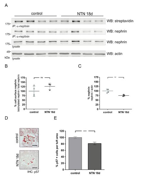 Isolation Of Glomeruli And In Vivo Labeling Of Glomerular Cell Surface