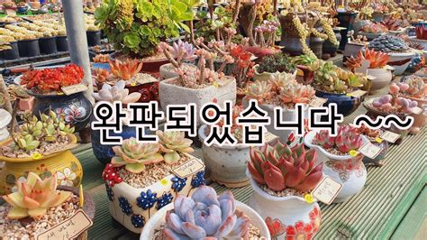 울산다육이사랑방💥매장이전으로💥40 할인합니다🤩넘 착한가격에 깜놀🤩22 10 19 Korean Succulents Plants