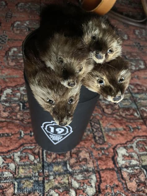 They Breached Containment Three Times In The First Week And Were Each Time Apprehended Trying To