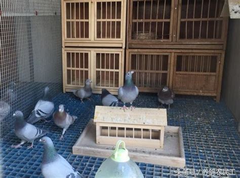 近幾年鴿舍改建如下鴿子住著舒服自己心裏也開心 每日頭條