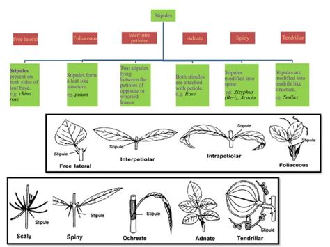 Plant Terminology Presentation Pdf Gardening Home Garden