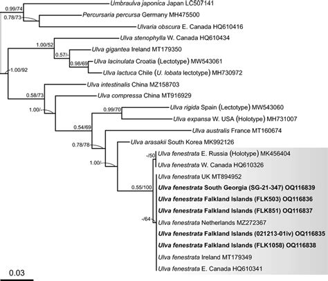 Bayesian Phylogenetic Tree Inferred For Tufa Sequence Data Node Values