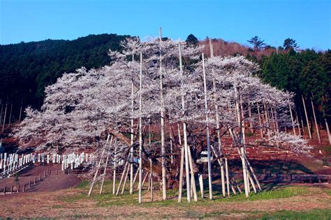 古川博行 on Twitter 日本三大桜 福島県の三春滝桜 山梨県の山高神代桜 岐阜県の根尾谷薄墨桜 目標達成 三春の滝桜は青空で撮影したい