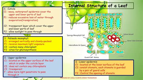 Function Of Leaf Structure At Anthony Hilder Blog