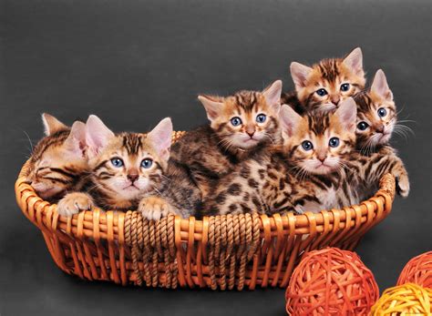 Обои Котята Животные Коты обои для рабочего стола фотографии котята