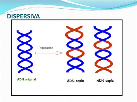 Ppt Replicación Del Adn Powerpoint Presentation Free Download Id