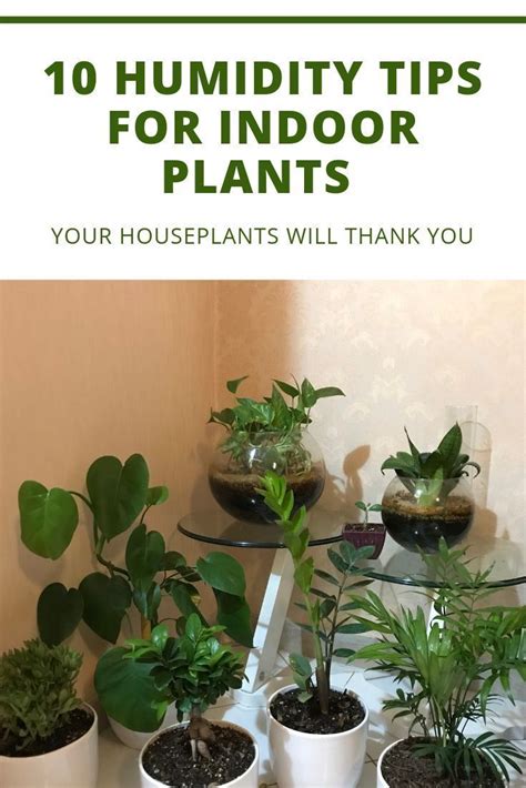 10 Ways To Increase Indoor Plant Humidity Levels Best Plants For High