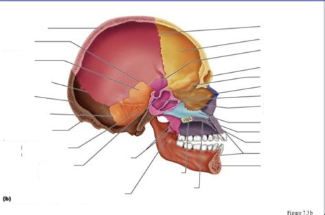 Skeletal System Diagram 2 Part 2 Diagram Quizlet