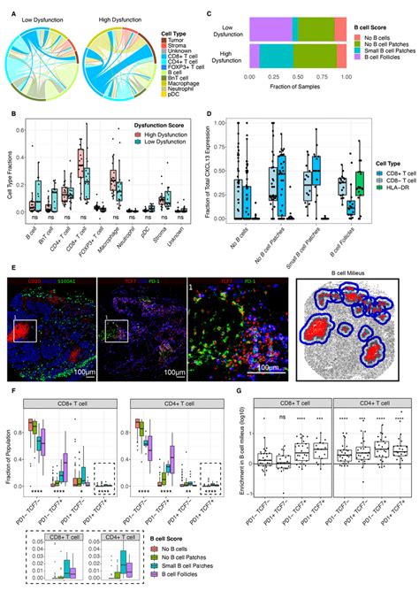 Tls Are Associated With Lower Levels Of Dysfunction And Naïve