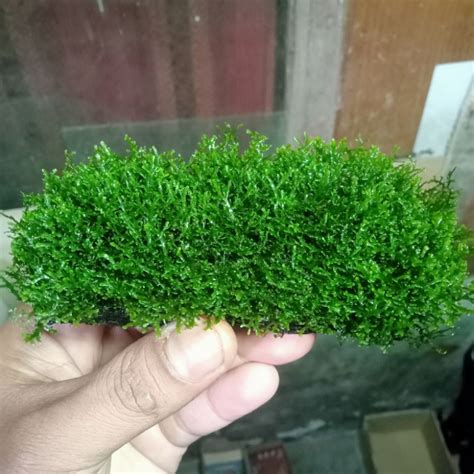 Jual Moss Ricardia Media Lempeng Pakis Tanaman Aquascape Mos Aquascape Hiasan Aquarium