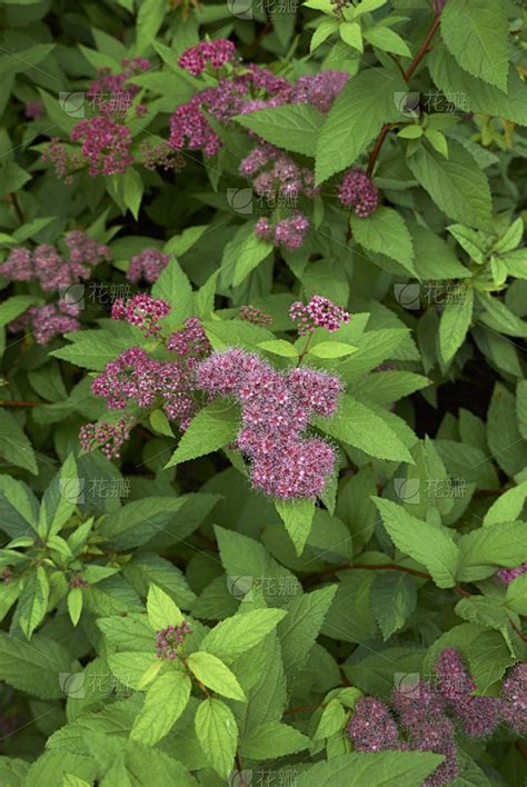 垂直画幅 公园 无人 蔷薇科 夏天 户外 瑞属拉普兰 植物 多年生植物