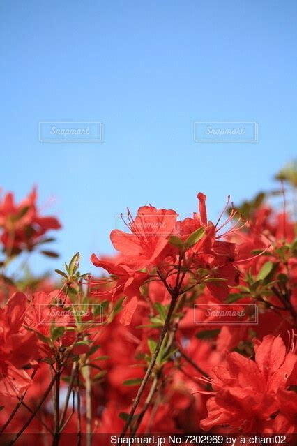 赤いツツジの写真・画像素材 7202969 Snapmart（スナップマート）