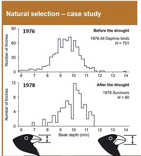 Solved Below Are Histograms Showing The Frequency Of Beak Sizes For A