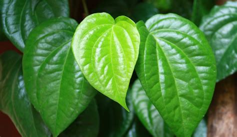 8 Potensi Khasiat Daun Sirih Untuk Wanita Hello Sehat