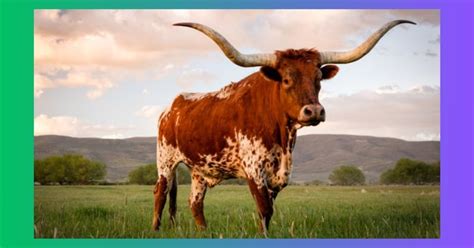 Do Female Cows Have Horns Find Your Answer Here