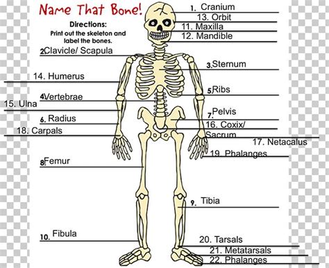 Human Skeleton Homo Sapiens Bone Hydrostatic Skeleton Png Clipart