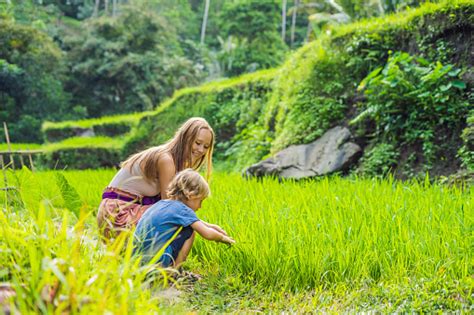 엄마와 아들 쌀 테라스 우 붓 발리 인도네시아의 배경에서 쌀 필드에 어린이 컨셉으로 여행 실제로 교육 어린이 계절에 대한 스톡