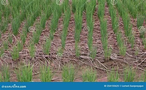 Kwekerij Van Voorjaarsjalot Stock Afbeelding Image Of Aanplanting