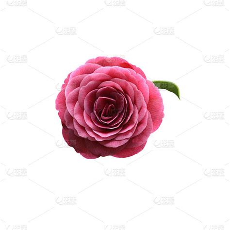 红色的山茶花花