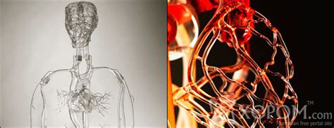 Хүний биеийн цусан судаснуудын тогтоцыг шилээр бүтээжээ