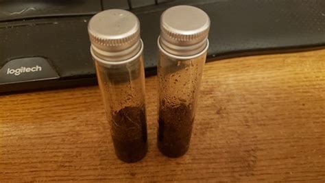 Growers Guide To Starting Old Cannabis Seeds