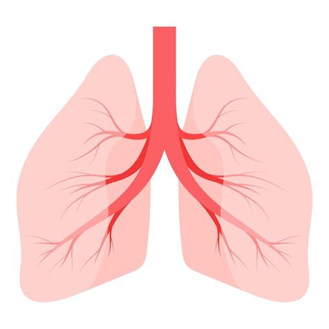 Premium Vector Lungs Icon Isolated On White Background