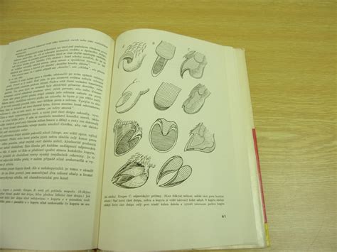 Kniha ProČ MÁ Slon Chobot A PtÁci PeŘÍ Fotky Přírodaptácizvěř 1960