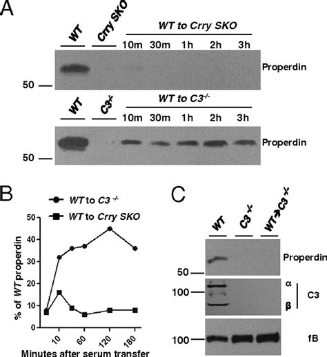 Retracted Properdin Homeostasis Requires Turnover Of The Alternative