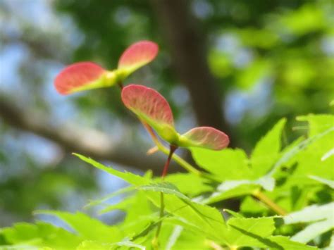 Japanese Maple Seeds Linlin Flickr