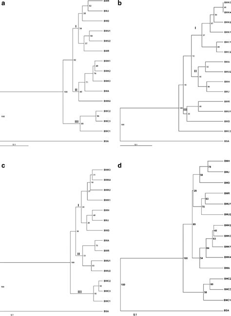 UPGMA Dendrogram Based On Nei S Genetic Distance Using A RAPD Data