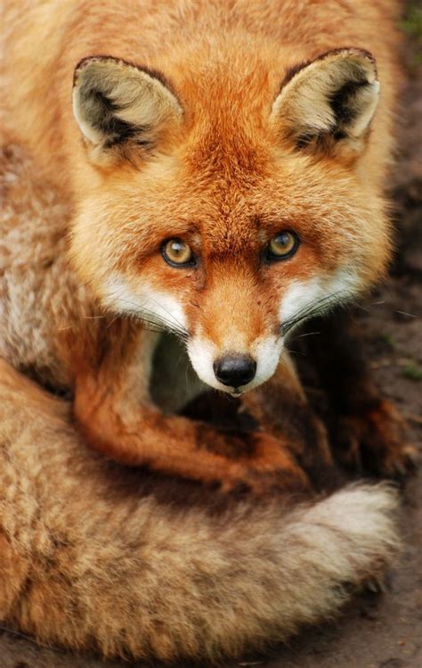Finding Neverland Photo Fox With Red Eyes Red Fox Blue Eyes Scary