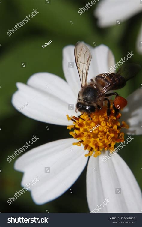 Insects Honey Bees Sucking Liquid On Stock Photo Shutterstock