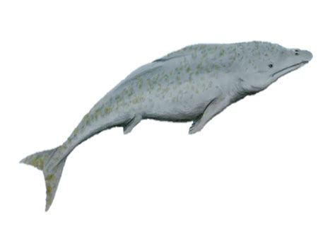 First Whale Protocetus Atavus Interesting Animals