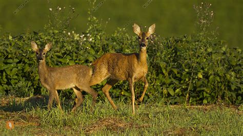 Rehgeiss Mit Kitz Bild Bestellen Naturbilder Bei Wildlife Media