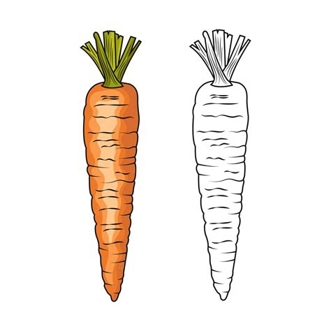 Zanahoria Vegetal Dibujo Grabado Ilustración Vectorial Vector Premium
