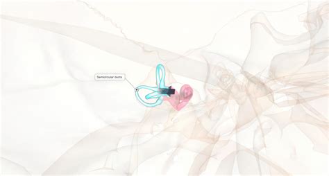 Premium Photo The Thin Ing Semicircular Canals Detect Rotational